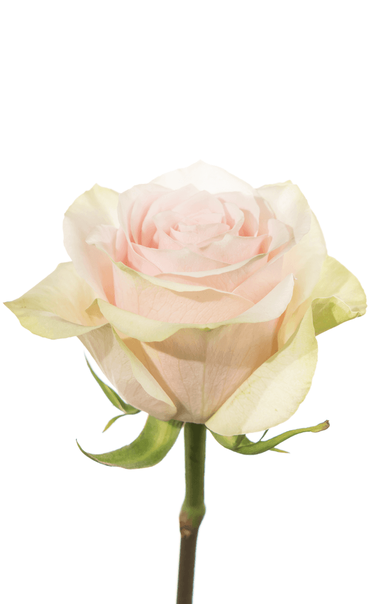 Frutteto Pink Rose | Royal Flowers