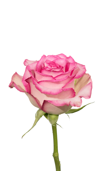 Sweet Unique Pink Rose – Wholesale Roses | Royal Flowers